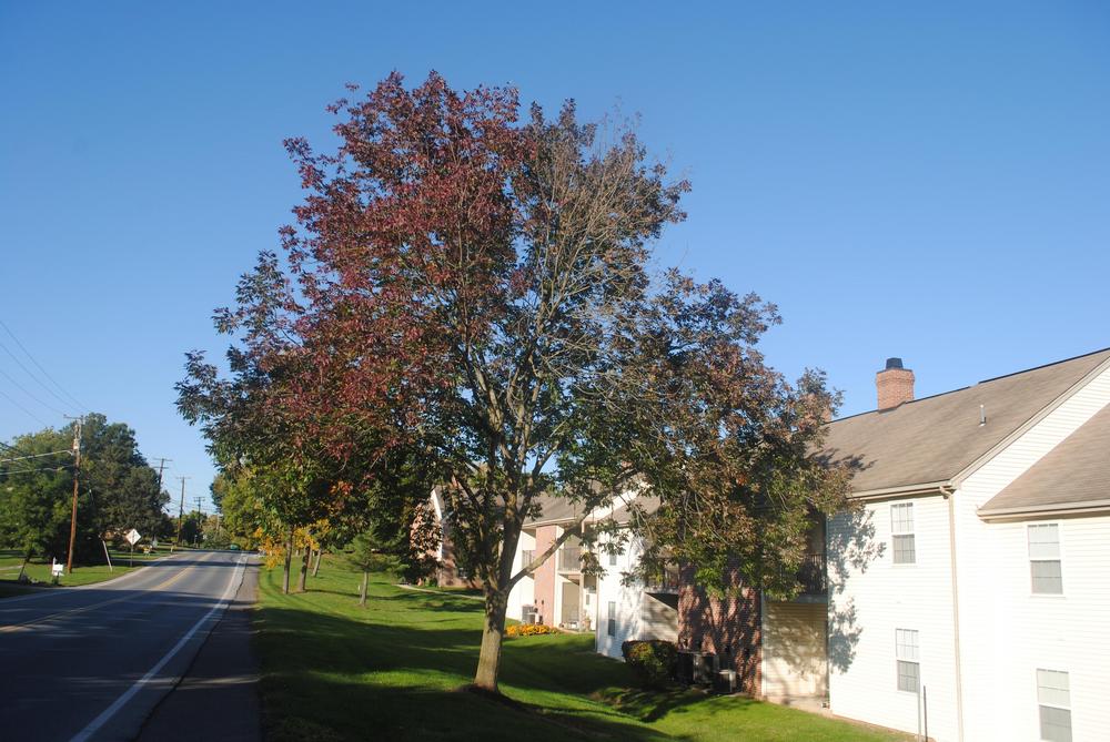 Photo of the fall color of White Ash (Fraxinus americana Autumn Purple ...