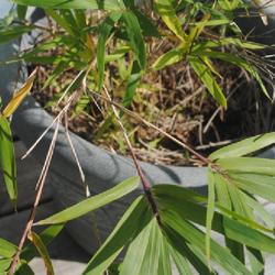 Photo of the habitat view of Switch Cane (Arundinaria tecta) posted by ...