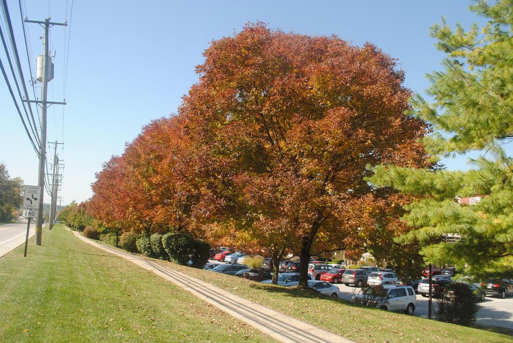 Photo of the fall color of White Ash (Fraxinus americana Autumn Purple ...