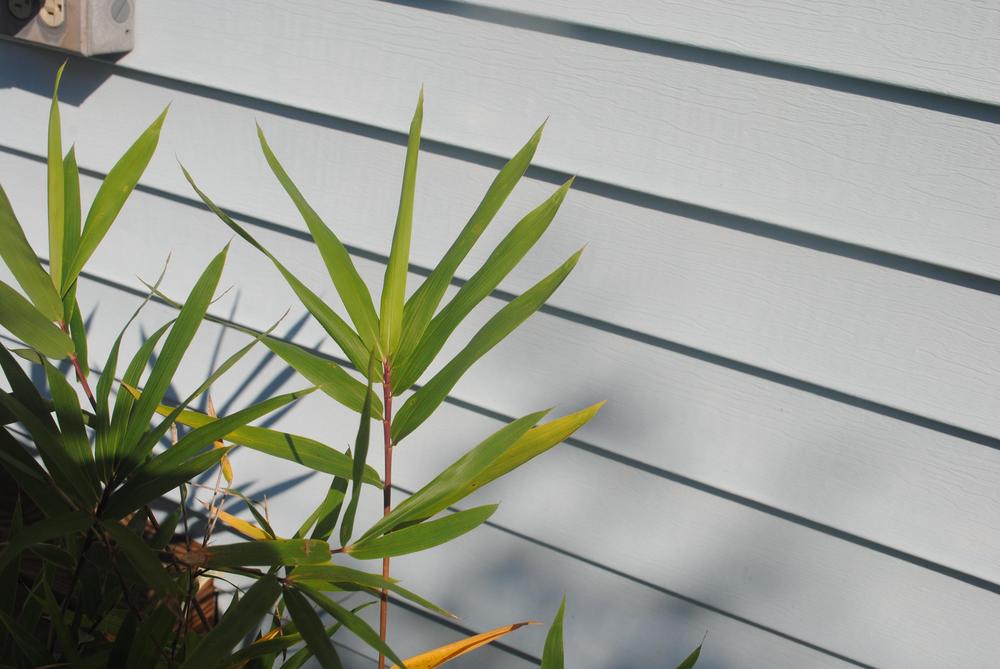 Photo of the leaves of Switch Cane (Arundinaria tecta) posted by ILPARW ...