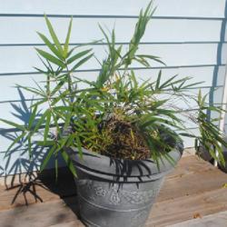 Photo of the habitat view of Switch Cane (Arundinaria tecta) posted by ...