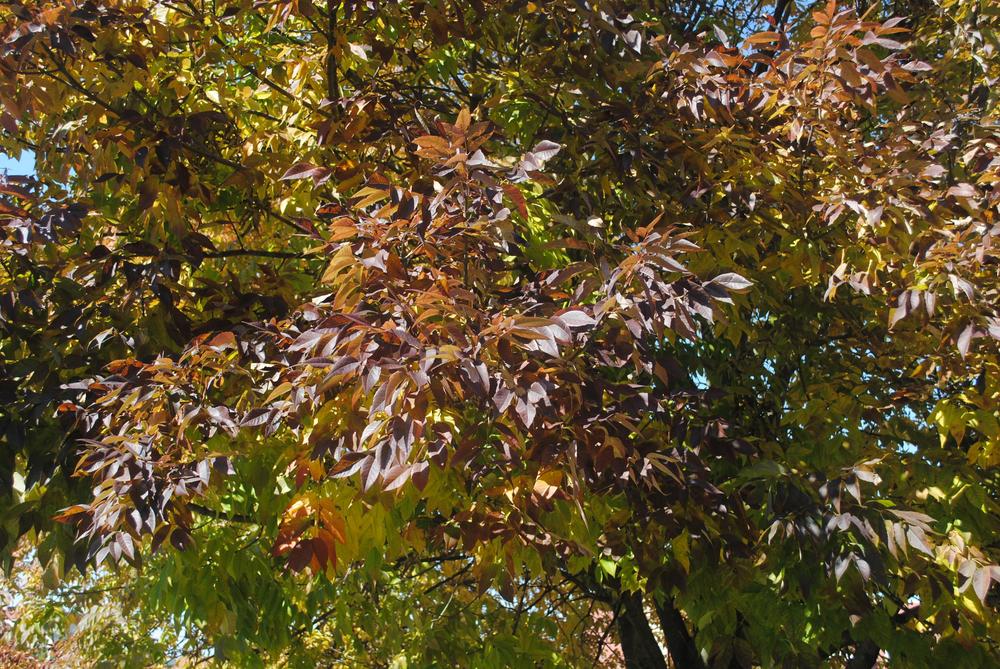 Photo of the fall color of White Ash (Fraxinus americana Autumn Purple ...