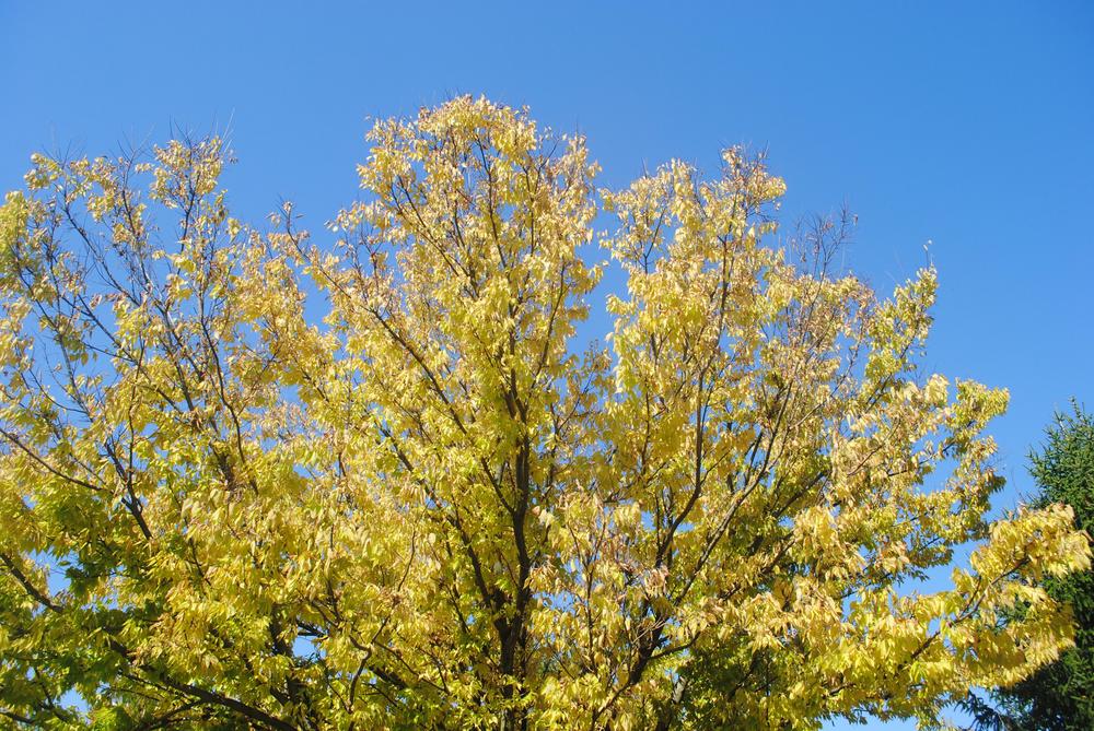 Photo of the fall color of Common Hackberry (Celtis occidentalis ...