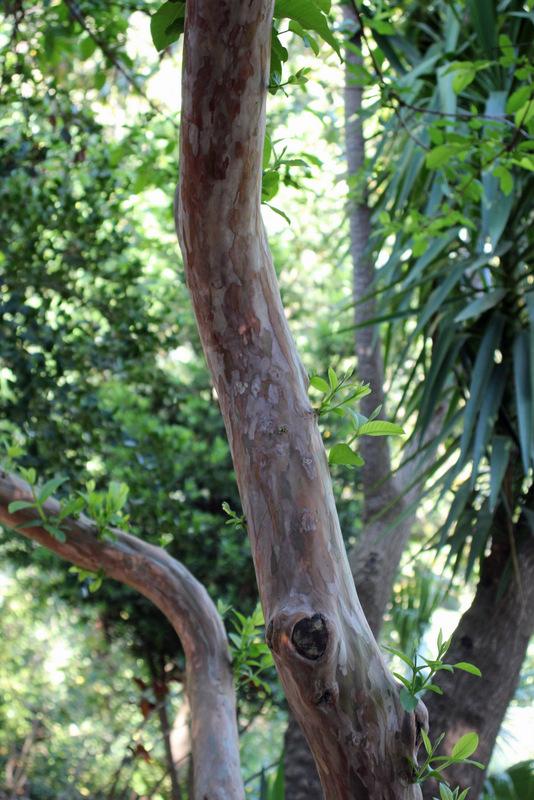 Photo of the stem, scape, stalk or bark of Guava (Psidium guajava ...