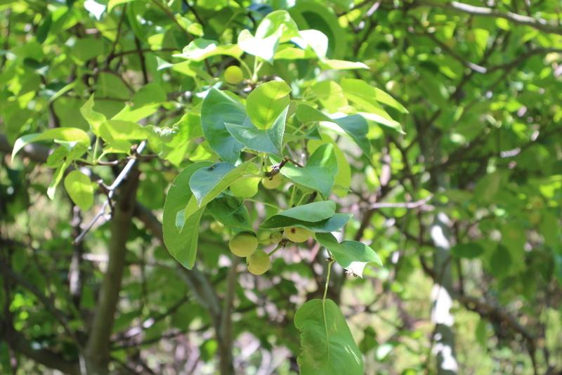 Photo of the leaves of Asian Pear (Pyrus pyrifolia) posted by ...