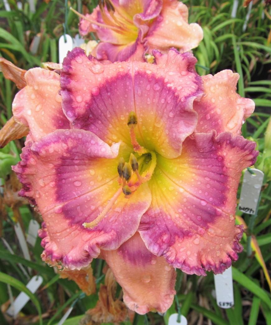 Photo of the bloom of Daylily (Hemerocallis 'Sherry Candy') posted by ...