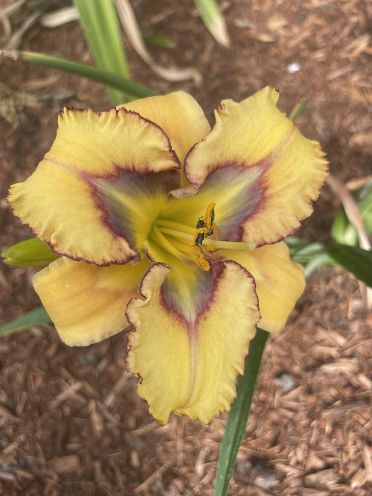 Photo of the bloom of Daylily (Hemerocallis 'Geometric Wizard') posted ...