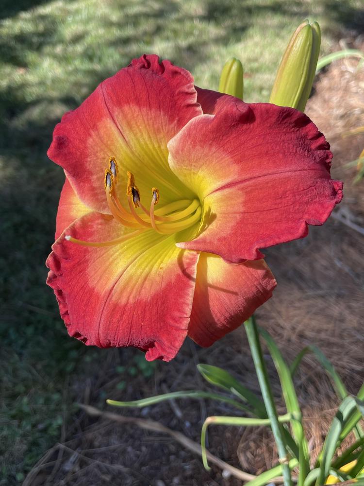 Photo of the bloom of Daylily (Hemerocallis 'Forever Redeemed') posted ...