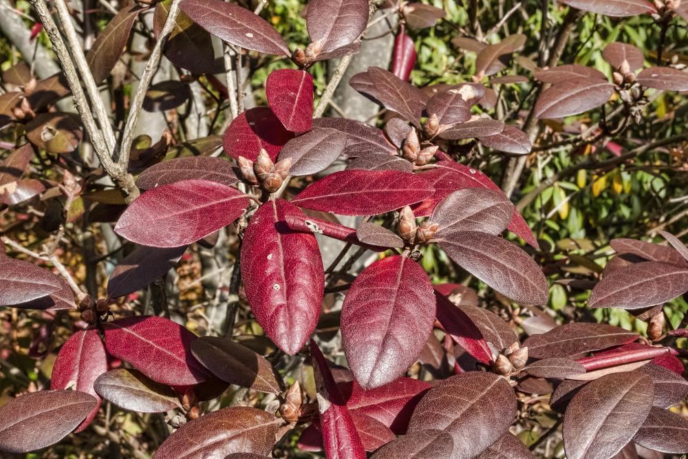 Photo of the fall color of Rhododendron 'Ceylon' posted by arctangent ...