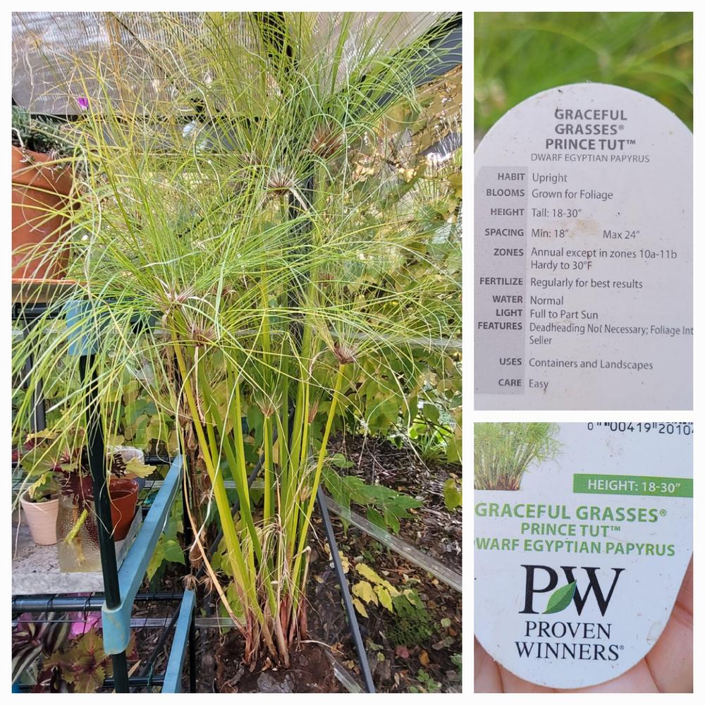 Photo of the entire plant of Papyrus (Cyperus papyrus Graceful Grasses ...