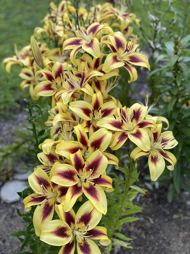 Photo of the bloom of Lily (Lilium 'Viva La Vida') posted by pixie62560 ...