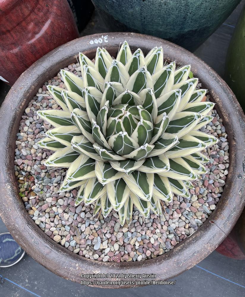 Photo of the entire plant of Agave (Agave victoriae-reginae 'White ...