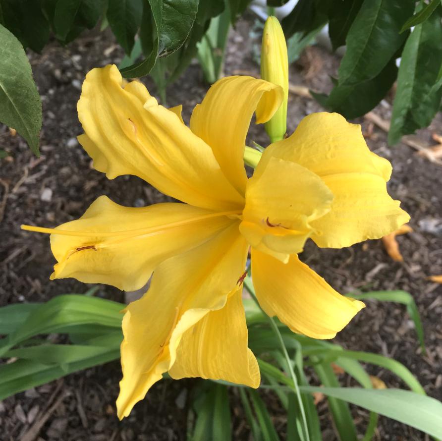 Photo of the bloom of Daylily (Hemerocallis 'Double Cutie') posted by ...