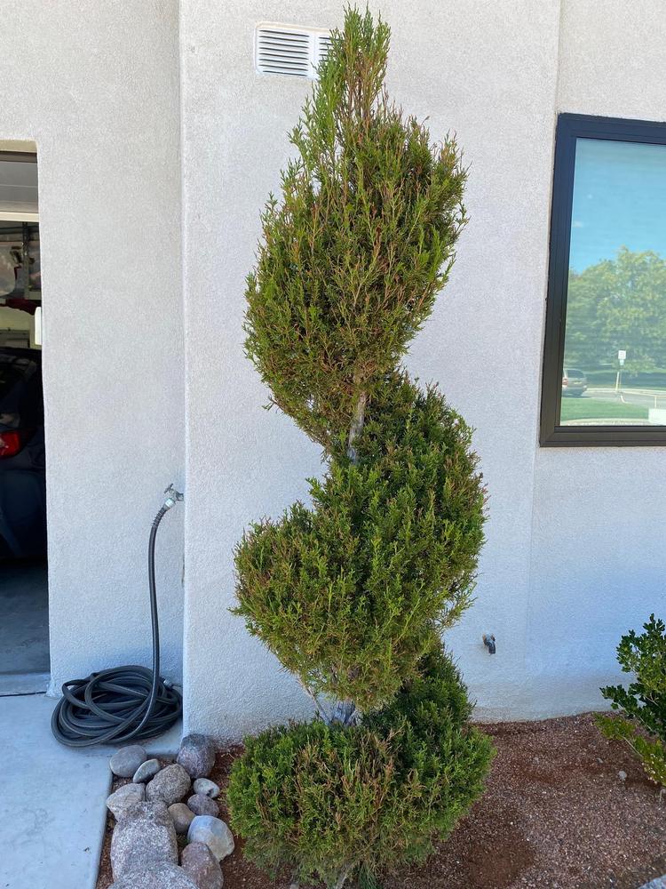 Juniper Topiary Turning Brown in the All Things Gardening forum ...