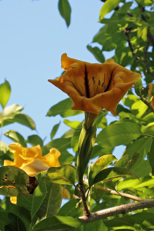 Photo of the bloom of Chalice Vine (Solandra maxima) posted by ...