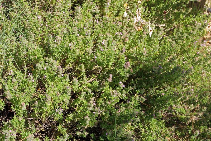 Photo of the entire plant of Thyme-Leaved Savory (Satureja thymbra ...