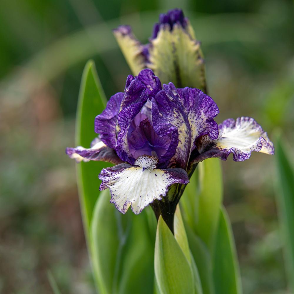 Standard Dwarf Bearded Iris (Iris 'Pirate Baby') in the Irises Database ...