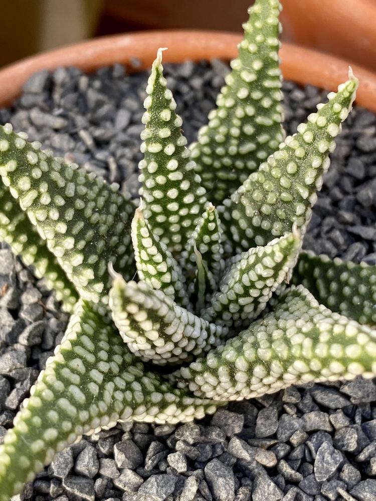 Tulista minor - Garden.org