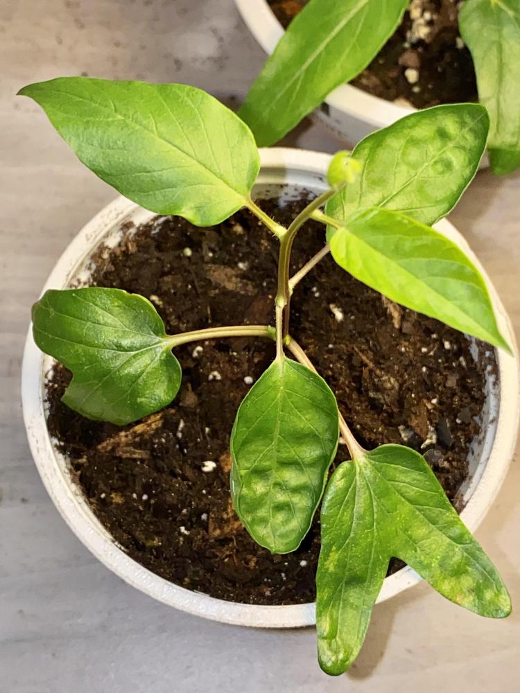 Photo of the seedling or young plant of St. Thomas Lidpod (Operculina ...
