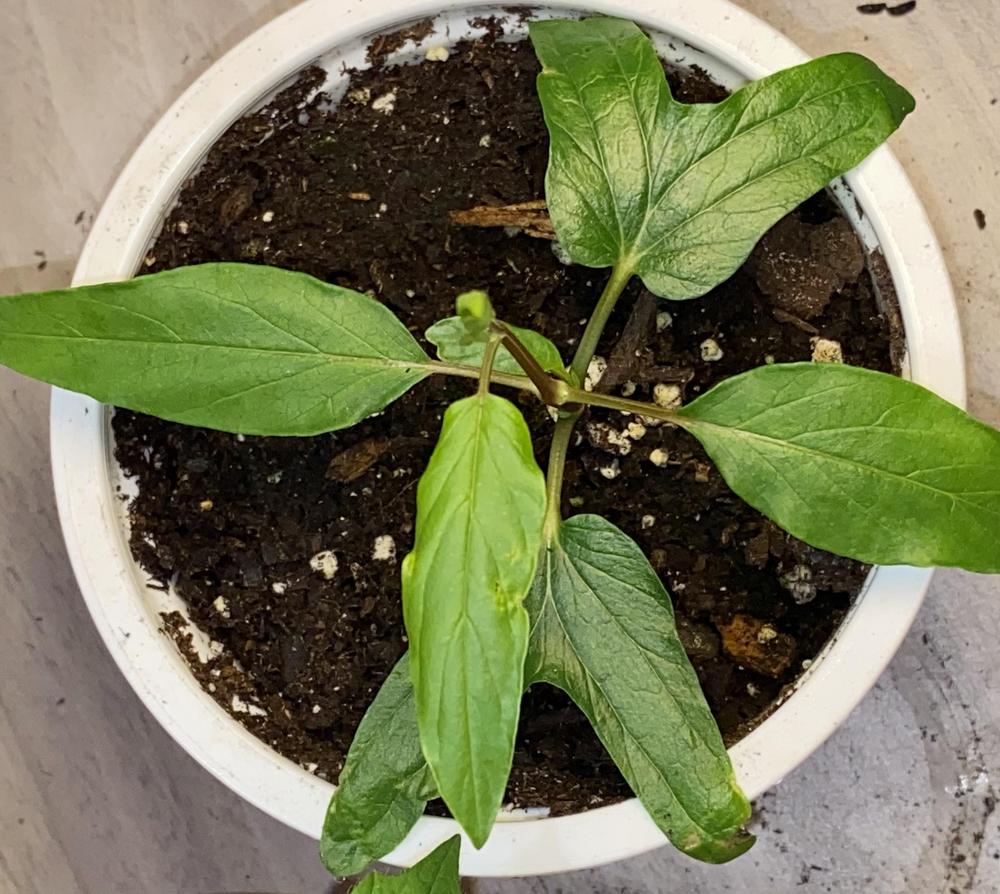 Photo of the seedling or young plant of St. Thomas Lidpod (Operculina ...