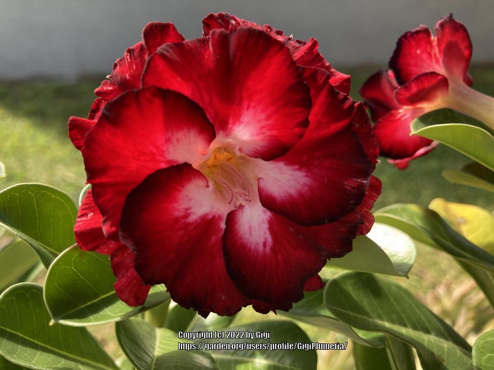 Photo of the bloom of Adenium (Adenium obesum 'Black Romance') posted ...