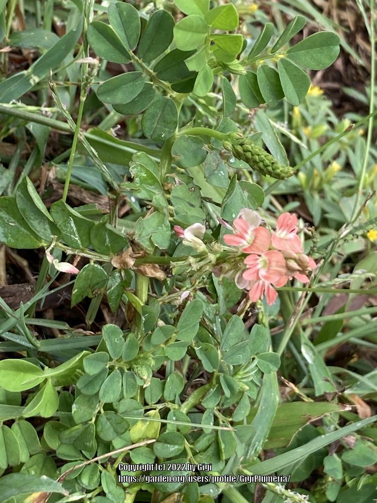 Photo of the entire plant of Creeping Indigo (Indigofera spicata ...