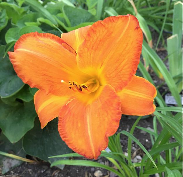 Photo of the bloom of Daylily (Hemerocallis 'Mauna Loa') posted by ...