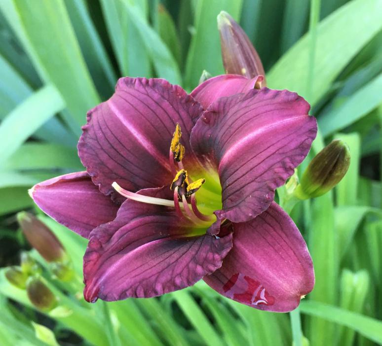 Photo of the bloom of Daylily (Hemerocallis 'Little Grapette') posted ...