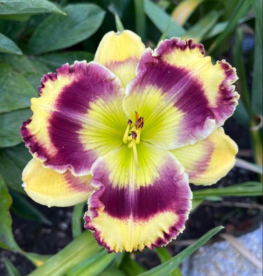 Photo of the bloom of Daylily (Hemerocallis 'Pansy Face Charmer ...
