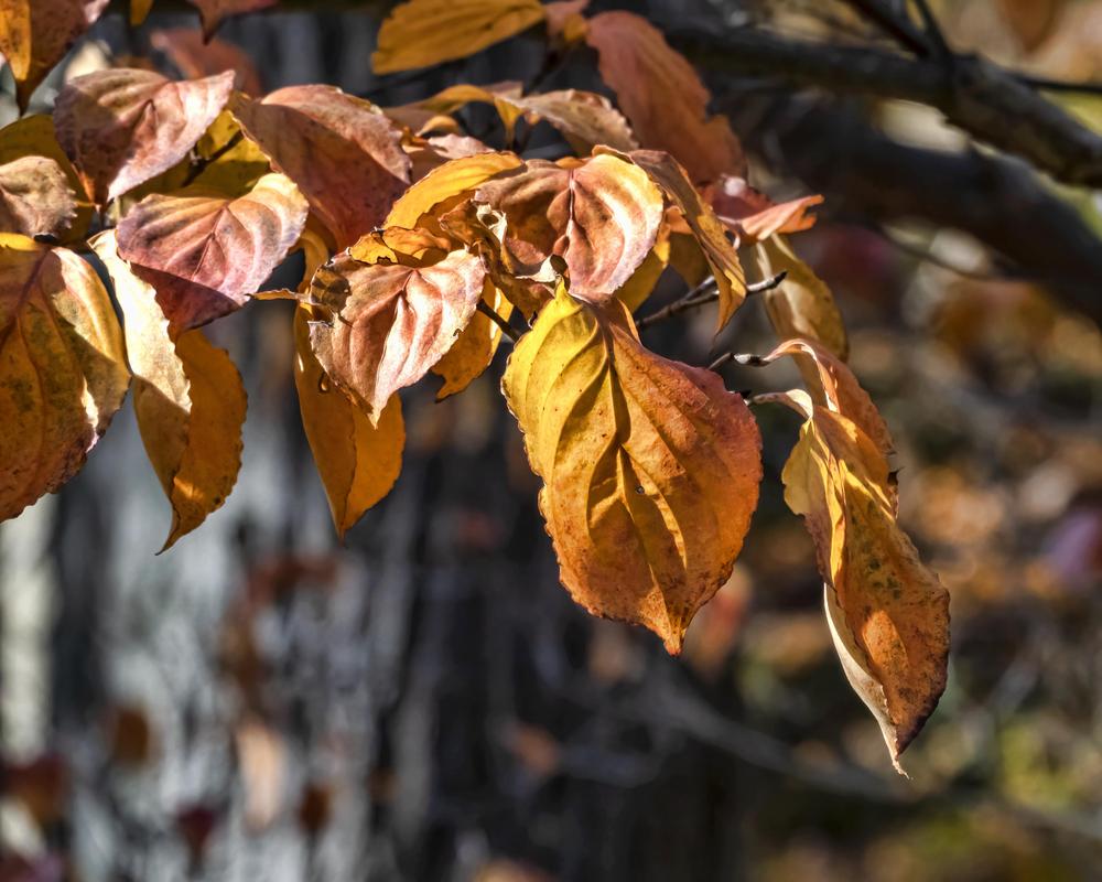 Photo of the fall color of Kousa Dogwood (Cornus kousa Radiant Rose ...