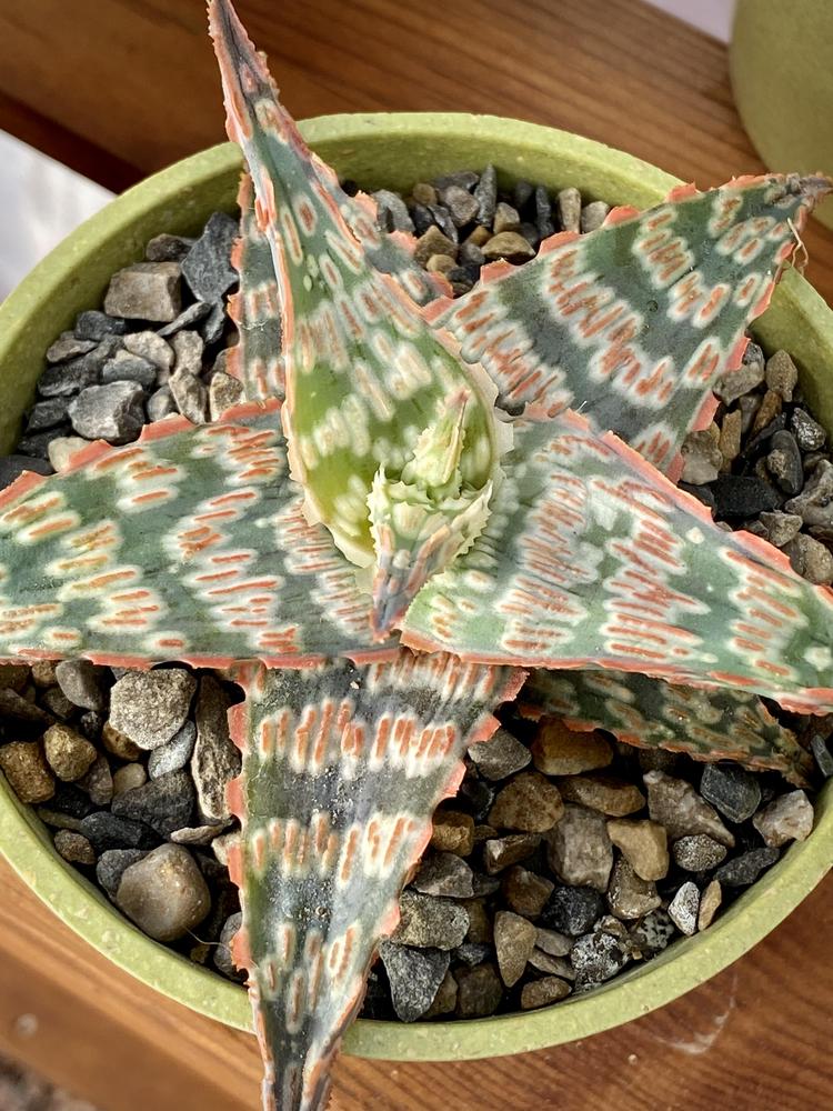Photo of the entire plant of Aloe 'Sidewinder' posted by ketsui73 ...