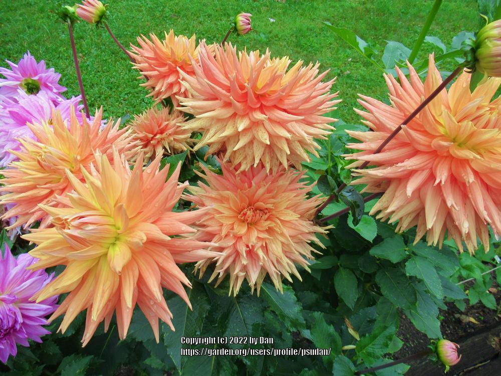 Photo of the entire plant of Dahlia 'AC Ben' posted by psudan - Garden.org