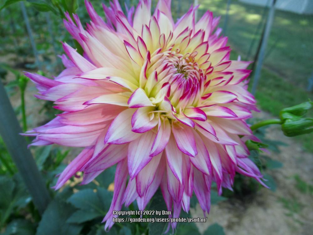 Photo of the bloom of Dahlia 'Pinelands Princess' posted by psudan ...