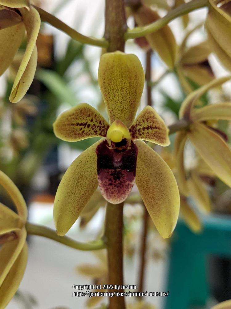 Orchid (Cymbidium Black Stump) - Garden.org