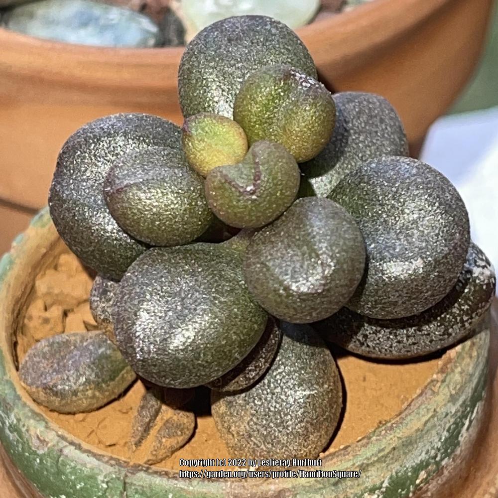 Photo of the entire plant of Adromischus marianiae 'Little Spheroid ...