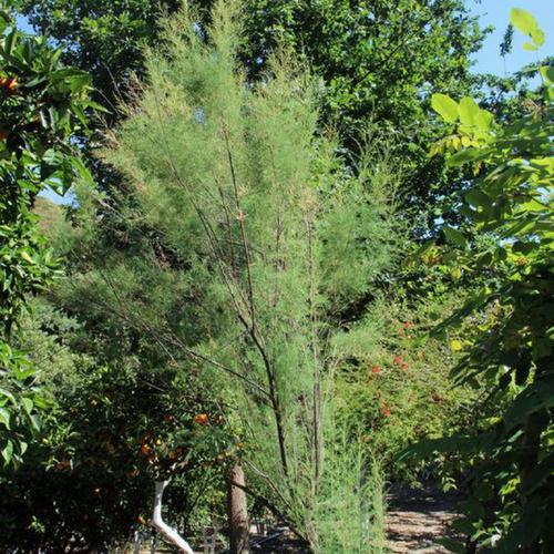 Athel Pine (Tamarix aphylla) - Garden.org