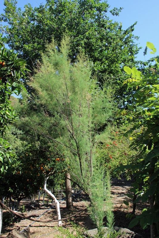 Athel Pine (Tamarix aphylla) - Garden.org