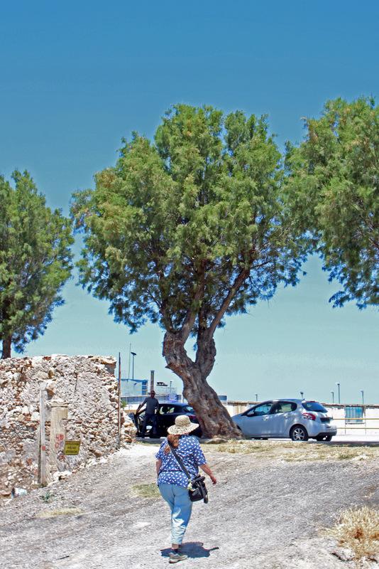 Photo of the entire plant of Athel Pine (Tamarix aphylla) posted by ...