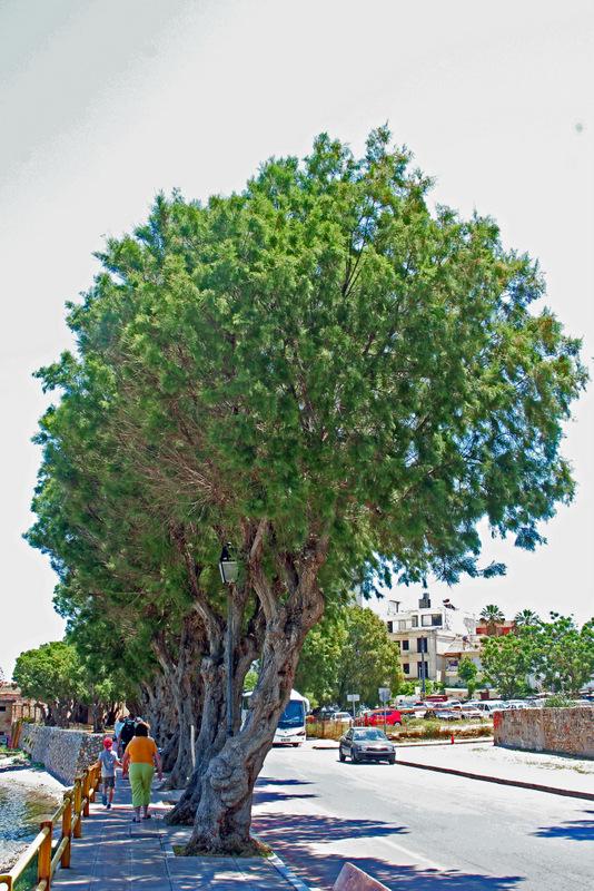 Photo of the entire plant of Athel Pine (Tamarix aphylla) posted by ...