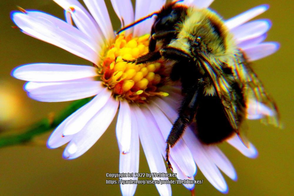Photo of the stamens, filaments and pistils of Rice Button Aster ...