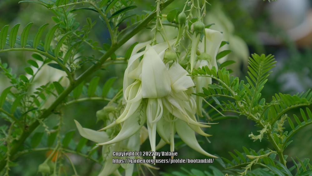 White Kaka Beak (Clianthus puniceus 'Albus') - Garden.org