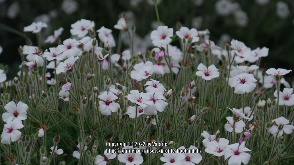 Photo of the closeup of buds, sepals and receptacles of Geranium ...