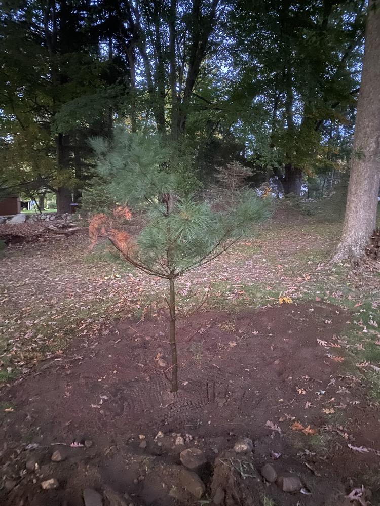I need help planting this Eastern White Pine tree in the Ask a Question ...