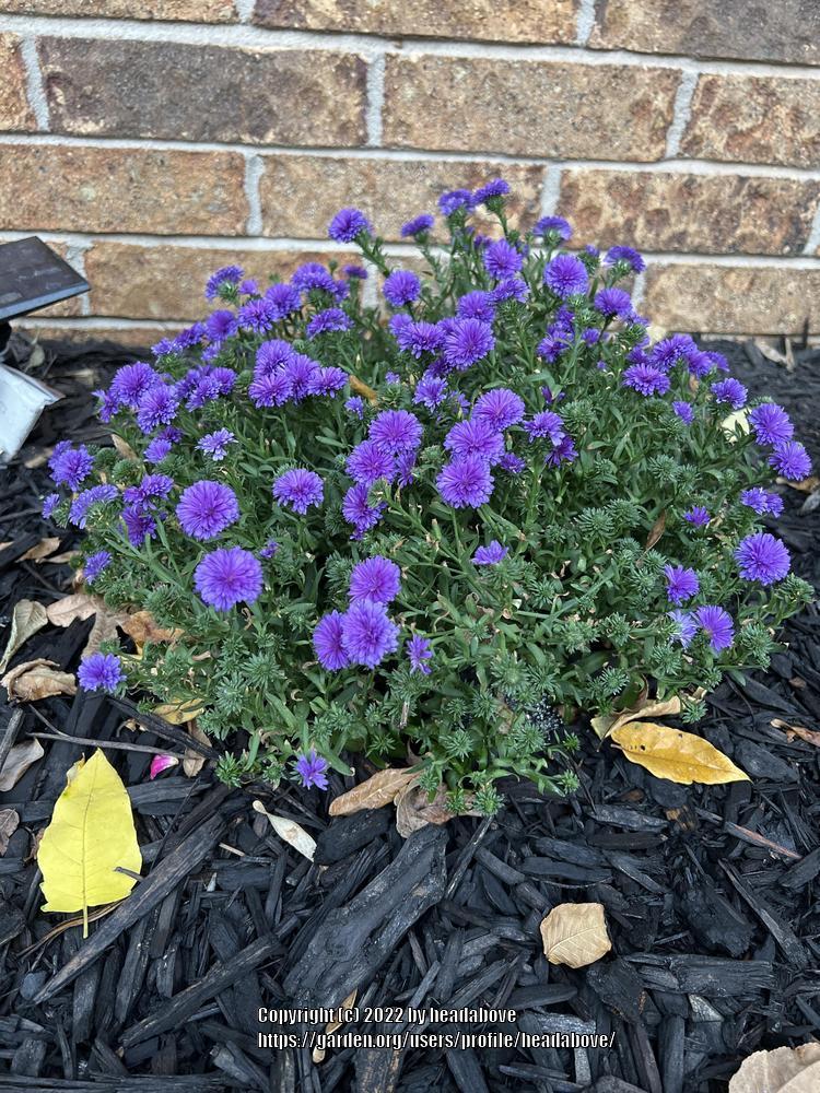 Photo of the entire plant of New York Aster (Symphyotrichum novi-belgii ...