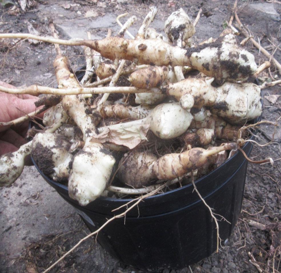 Photo of the roots of Sunroots (Helianthus tuberosus) posted by janelp ...