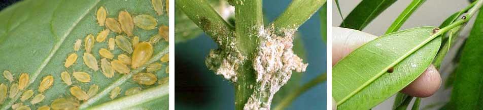 Houseplant Pests and How to Deal With Them - Garden.org