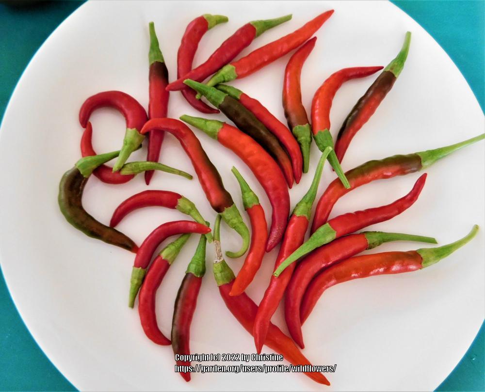 Hot Pepper (Capsicum annuum 'Pusa Jwala') in the Peppers Database ...