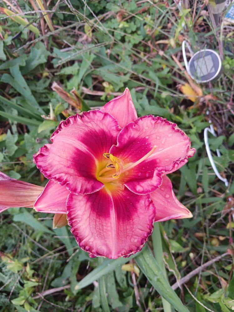 Photo of the bloom of Daylily (Hemerocallis 'Raspberry Ruffles ...