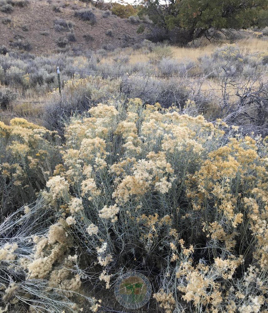 Whitestem Rubber Rabbitbrush (Ericameria nauseosa var. speciosa ...