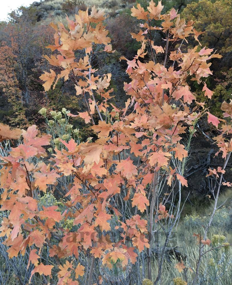 Photo of the fall color of Bigtooth Maple (Acer grandidentatum) posted ...
